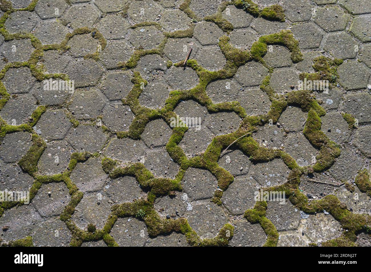 Moss grass growing between hi-res stock photography and images - Alamy