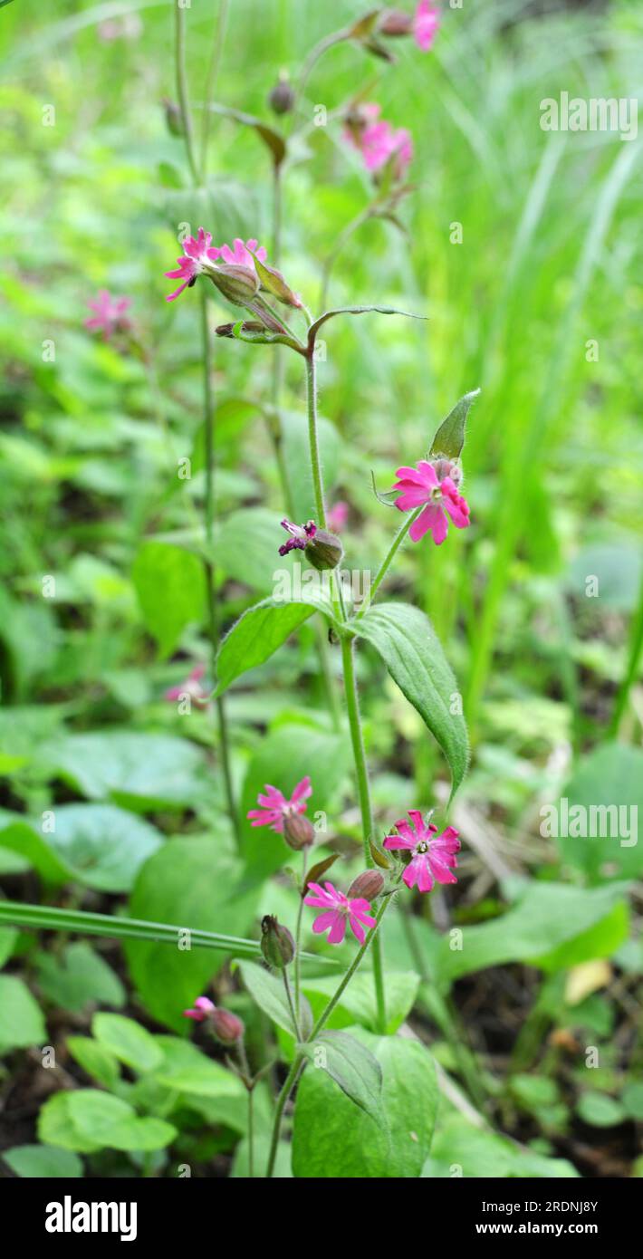Silene latifolia leaf hi-res stock photography and images - Alamy