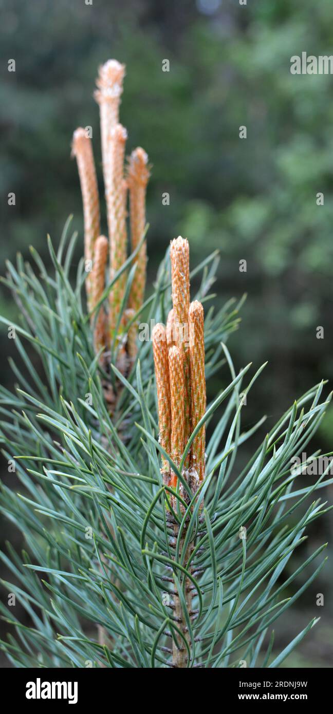 Pine bud hi-res stock photography and images - Alamy