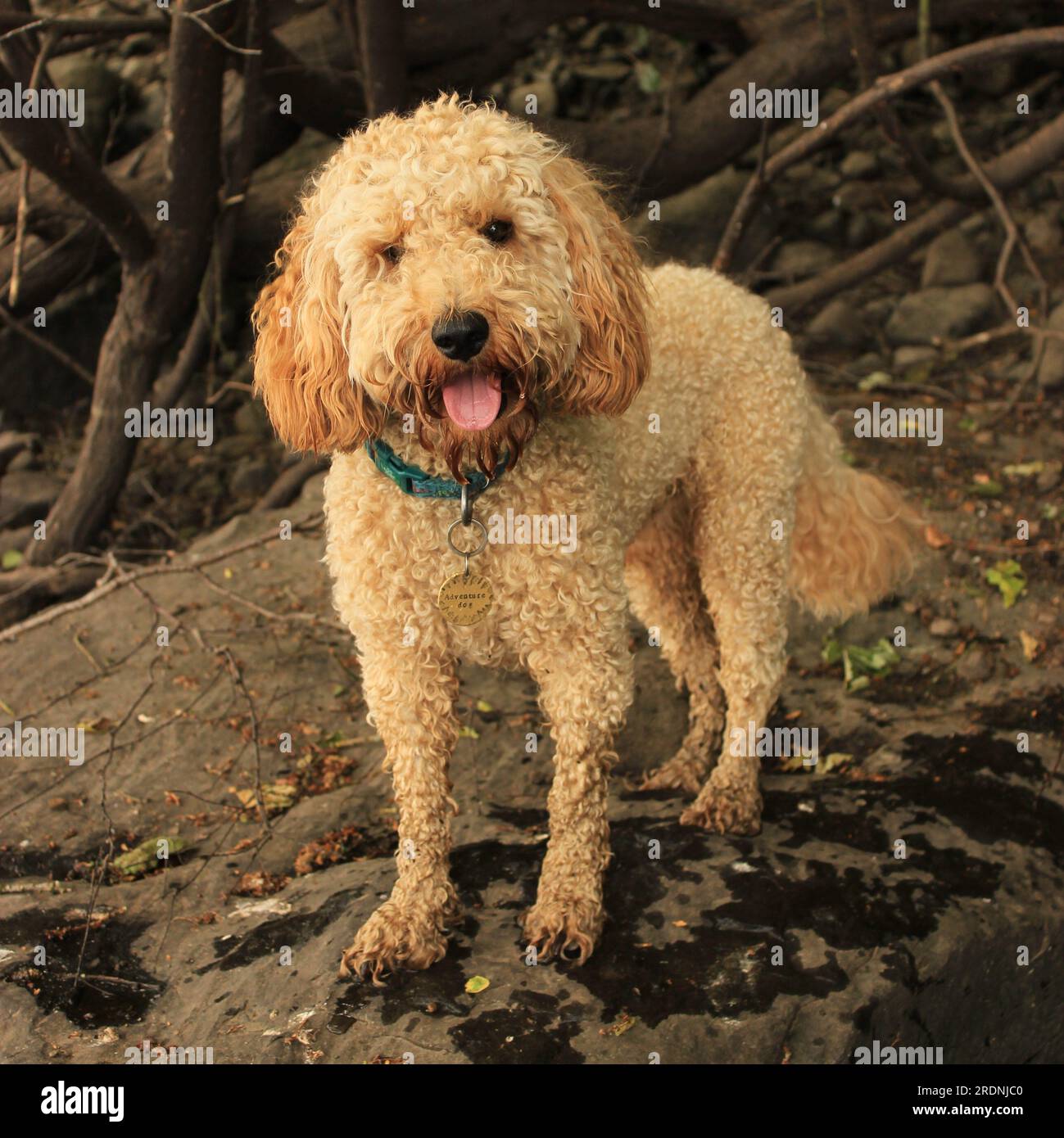 Curly dog hi-res stock photography and images - Alamy