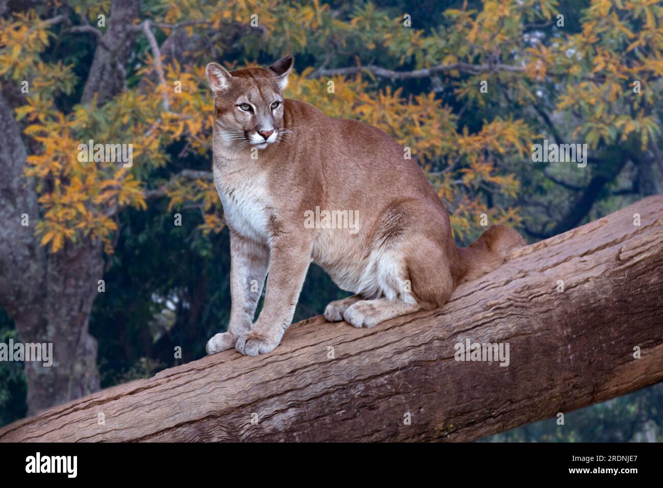 Portrait of a wild cougar, mountain lion, puma, panther, striking a ...