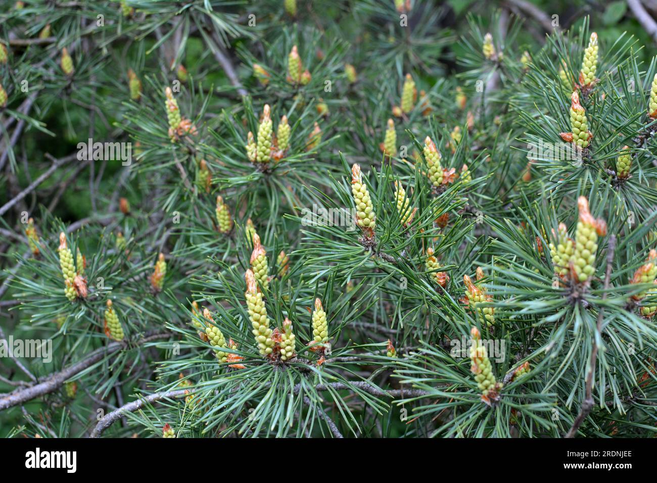 Pine bud hi-res stock photography and images - Alamy