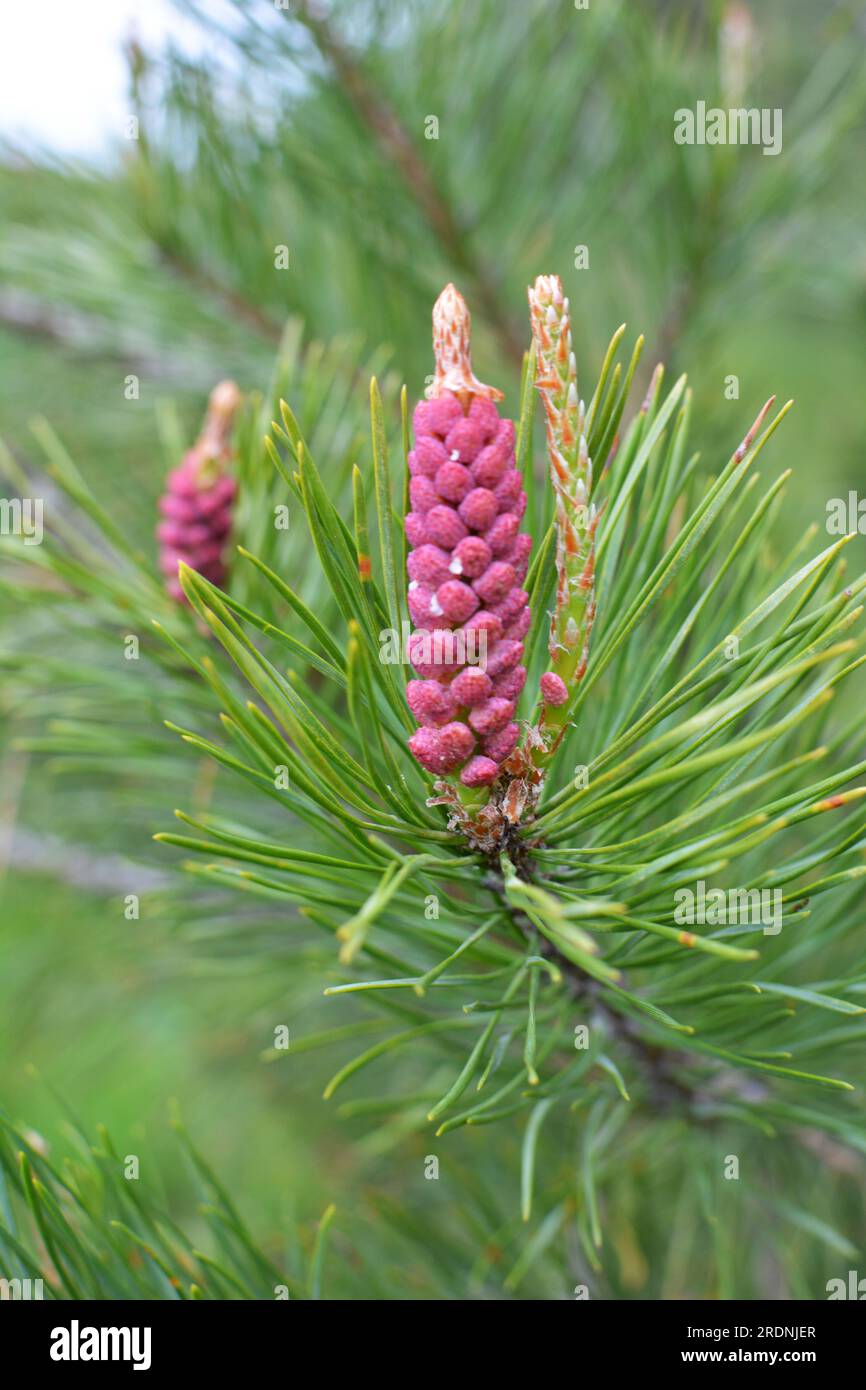 Spring buds on a young pine branch Stock Photo - Alamy