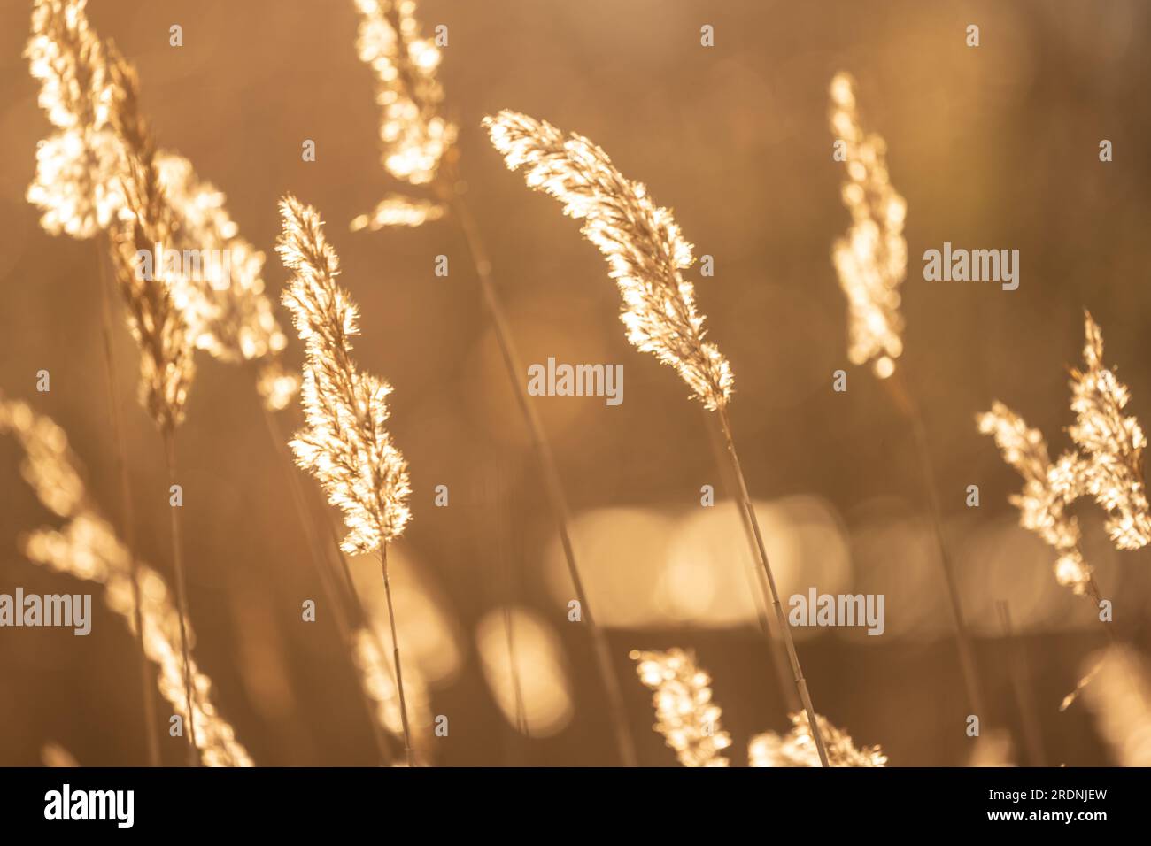 Reeds in sunset light Stock Photo - Alamy
