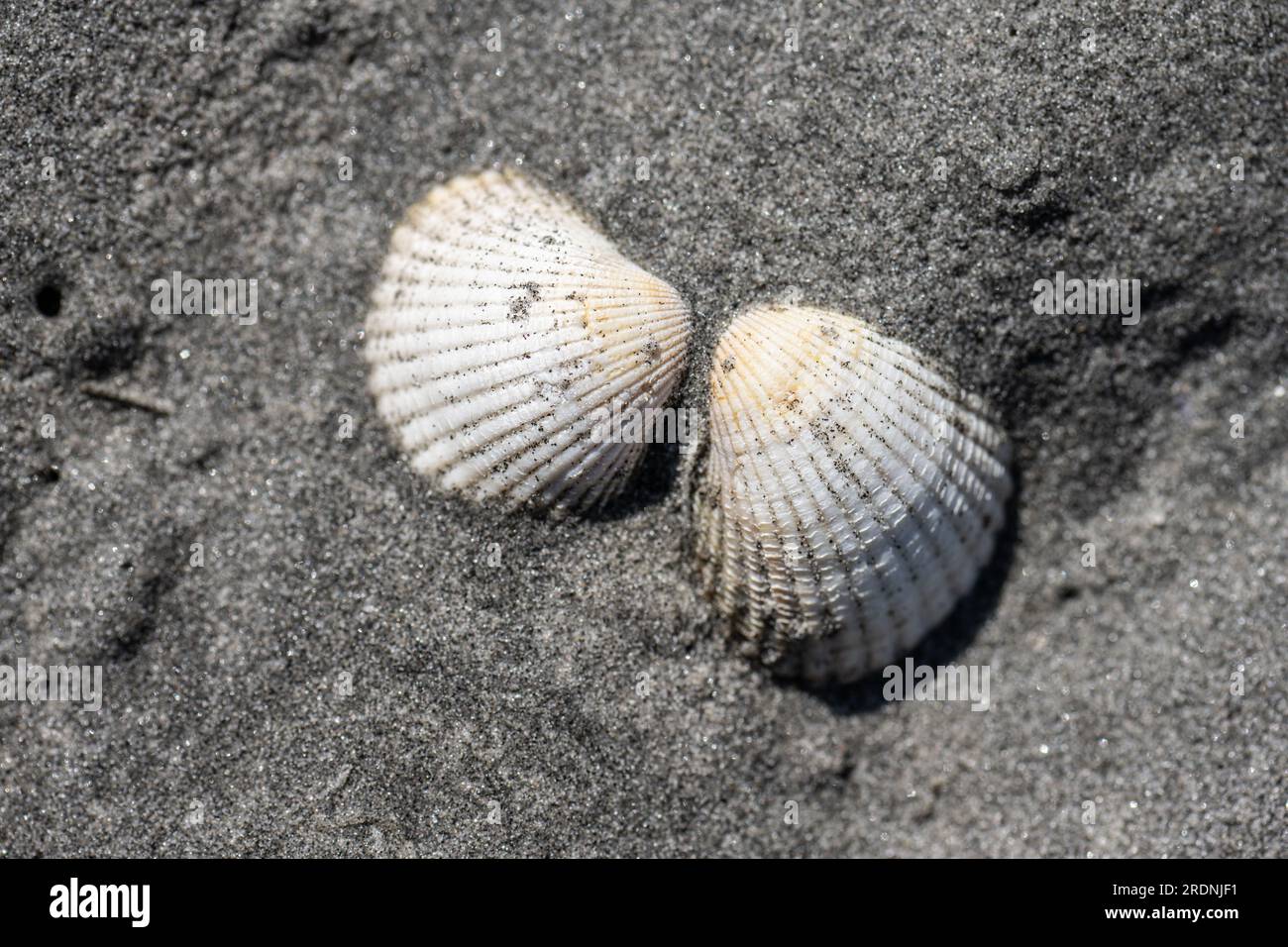 Two shell halved in fine grain grey sand on a beach Stock Photo - Alamy