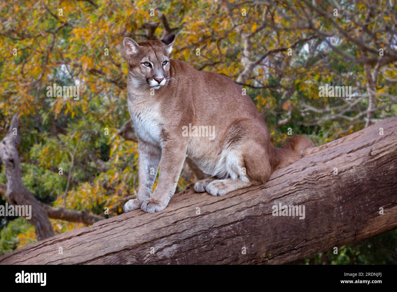 Portrait of a wild cougar, mountain lion, puma, panther, striking a ...