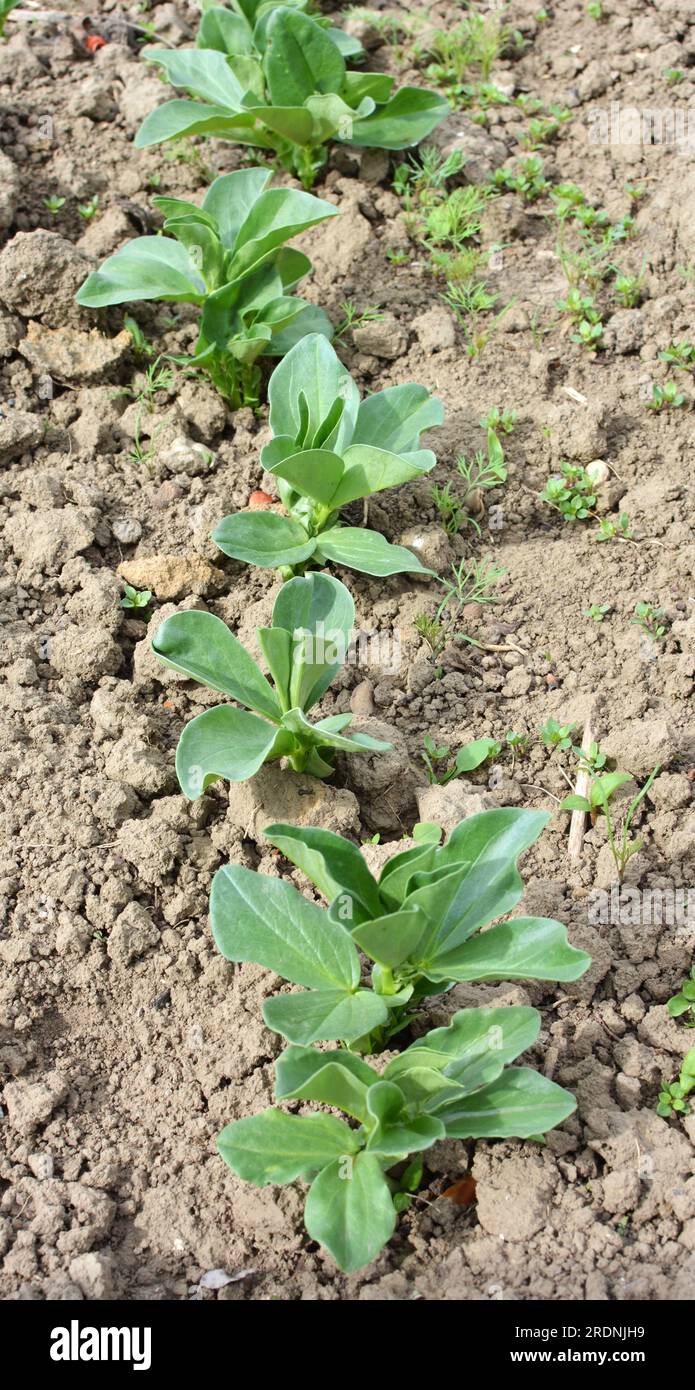 In spring, young Horse bean (Vicia faba) grows on a farm field Stock ...