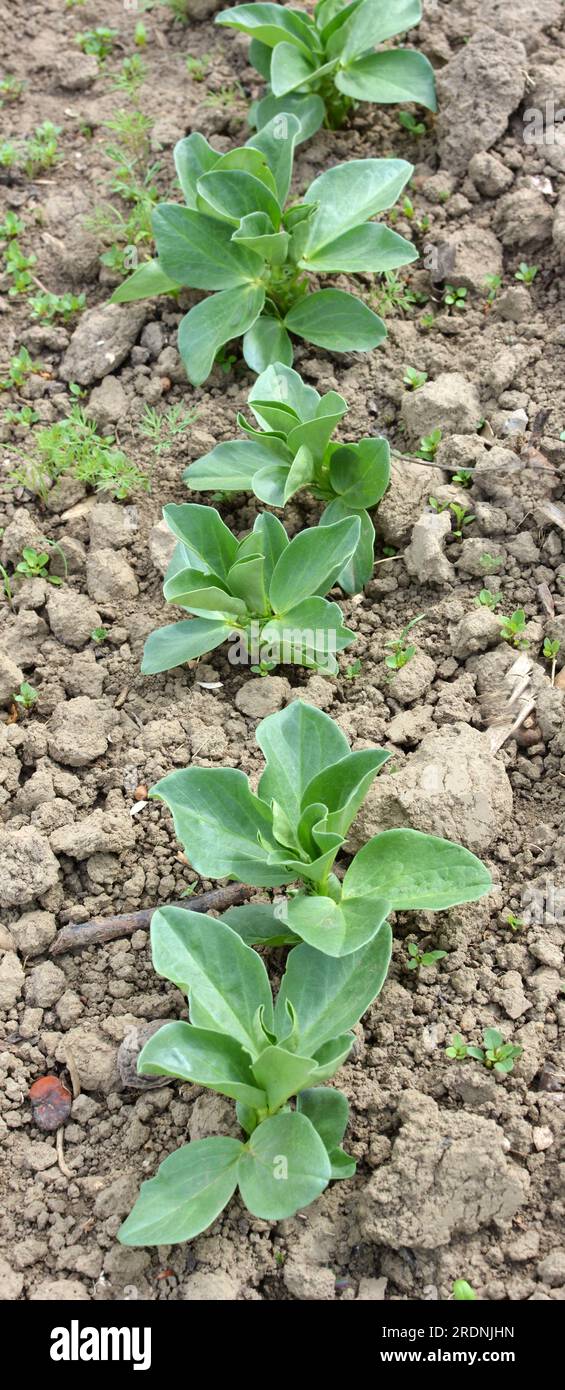 In spring, young Horse bean (Vicia faba) grows on a farm field Stock ...