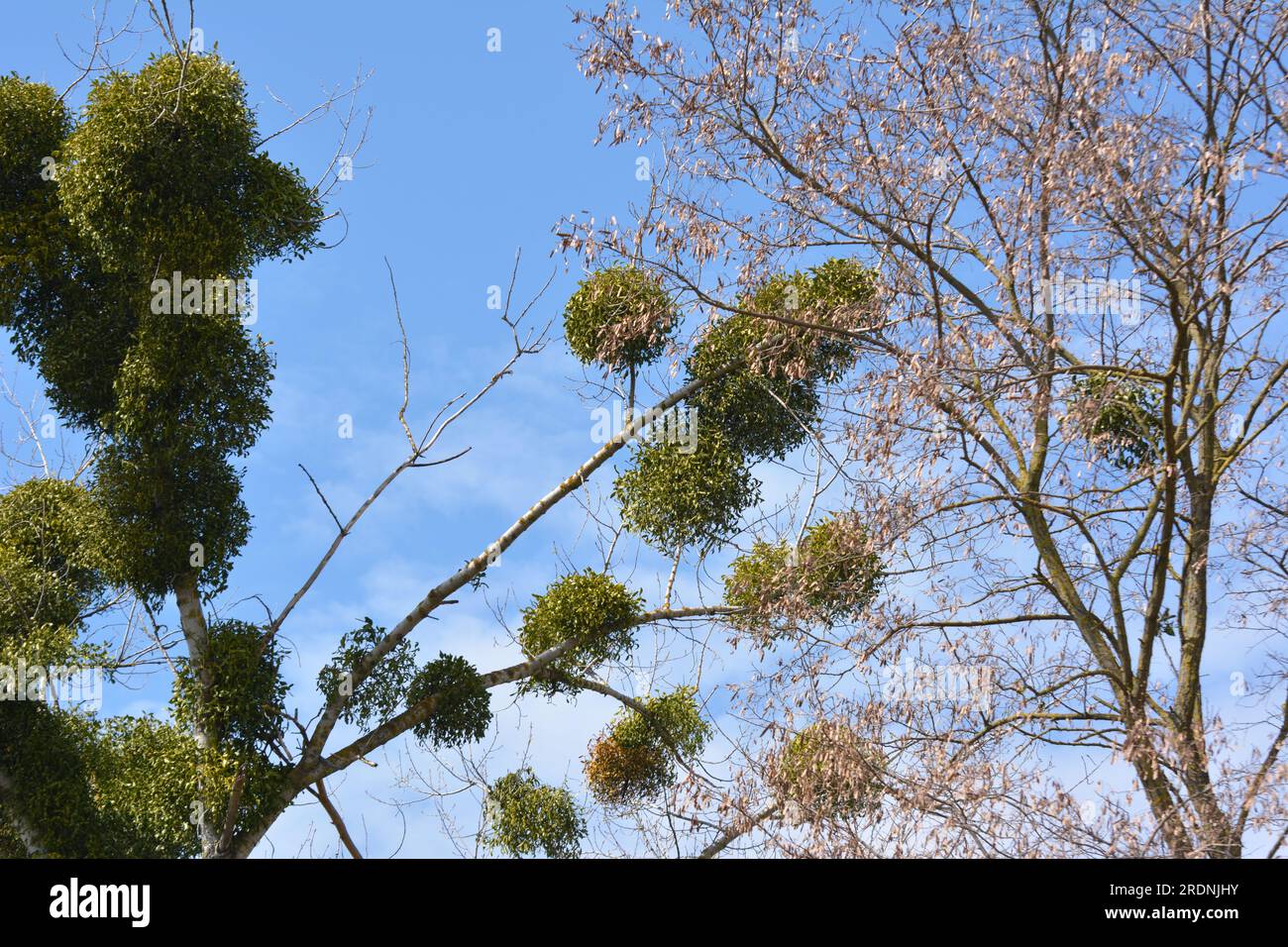Mistletoe on branch hi-res stock photography and images - Alamy