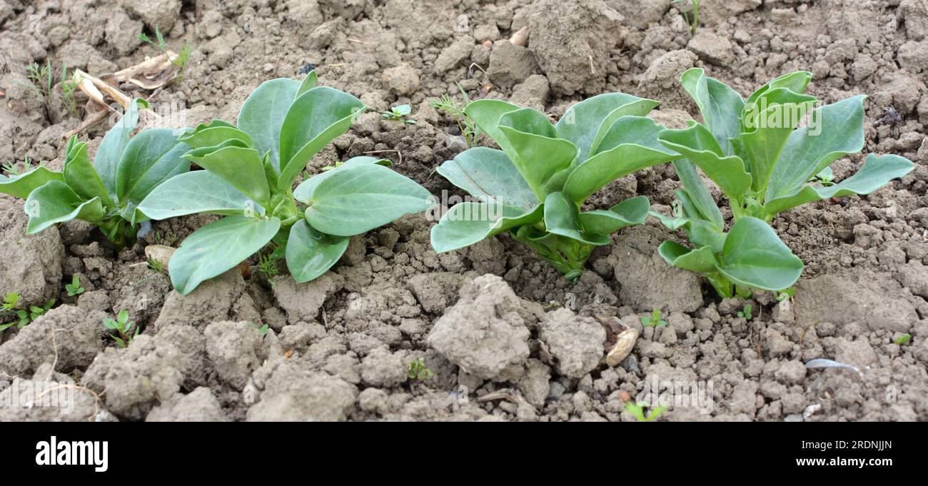 In spring, young Horse bean (Vicia faba) grows on a farm field Stock ...