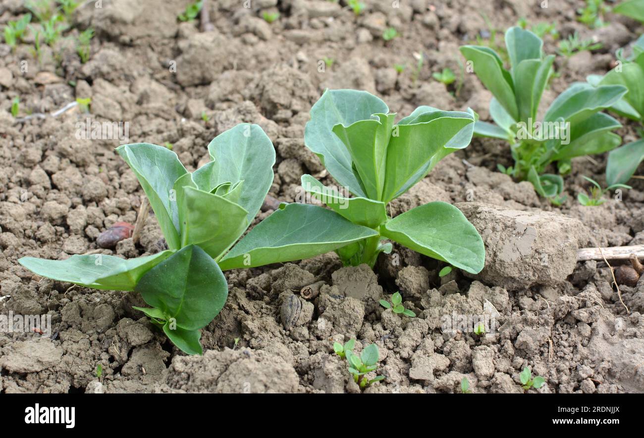 In spring, young Horse bean (Vicia faba) grows on a farm field Stock ...