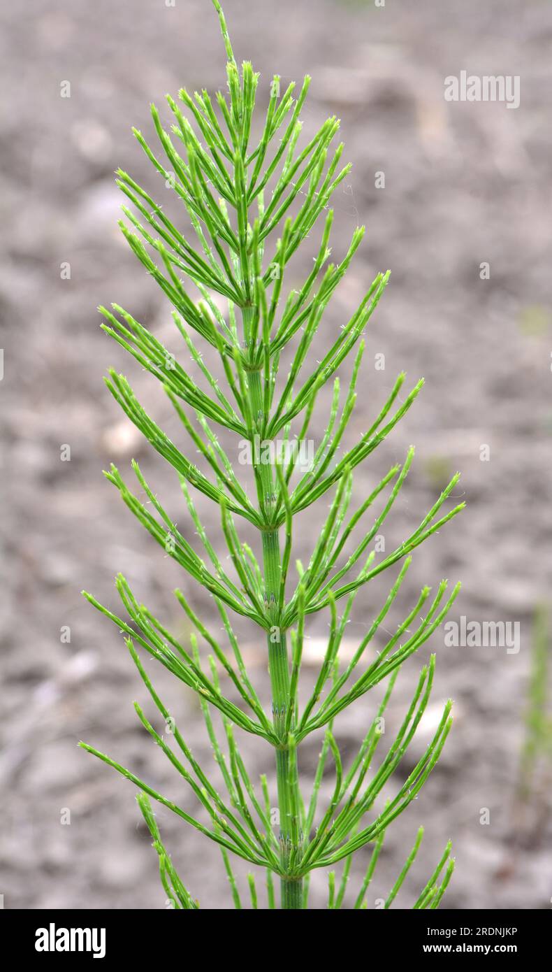 Horsetail field (Equisetum arvense) grows in the wild Stock Photo - Alamy