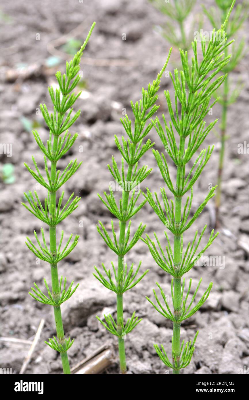 Horsetail field (Equisetum arvense) grows in the wild Stock Photo - Alamy