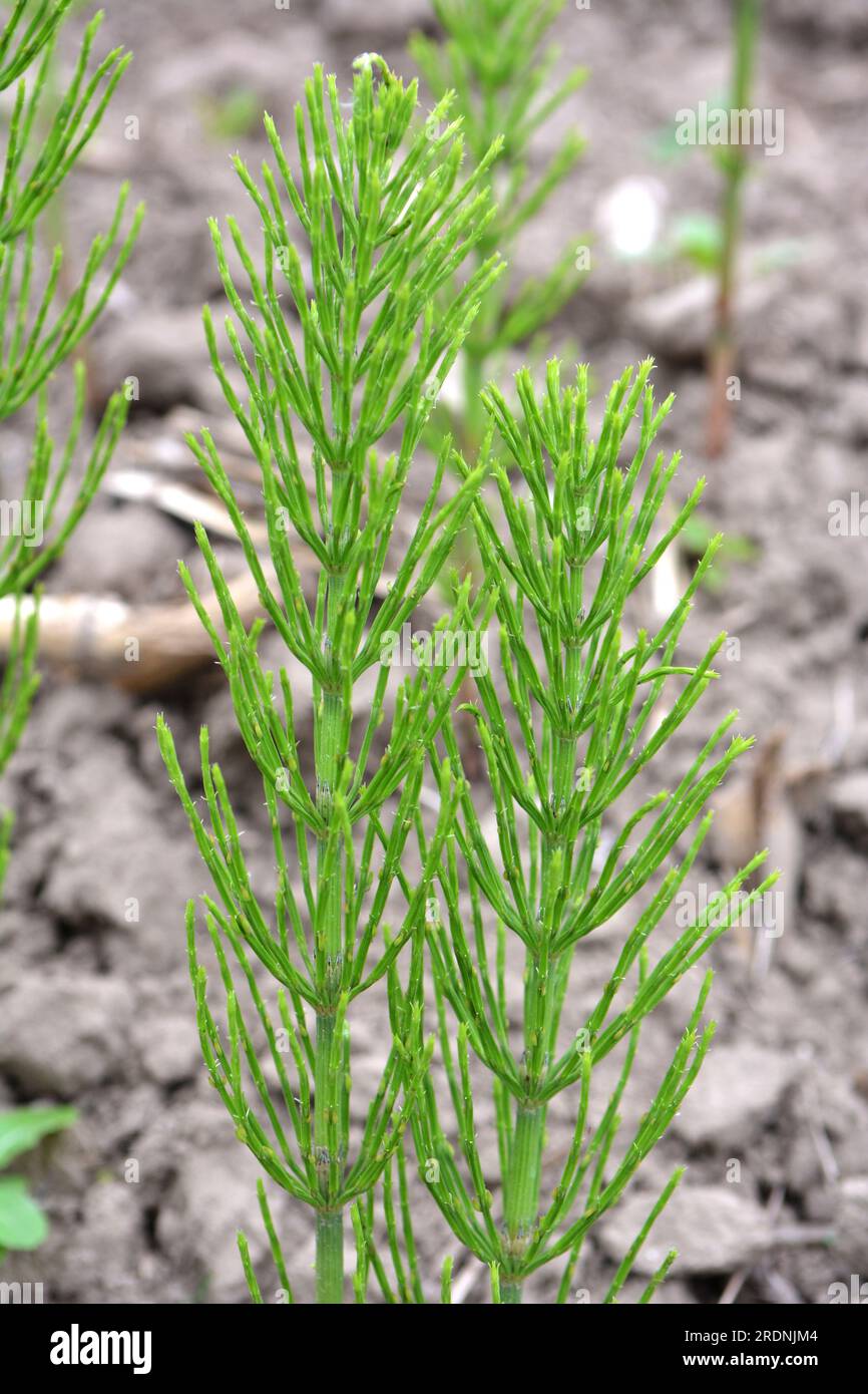 Horsetail field (Equisetum arvense) grows in the wild Stock Photo - Alamy