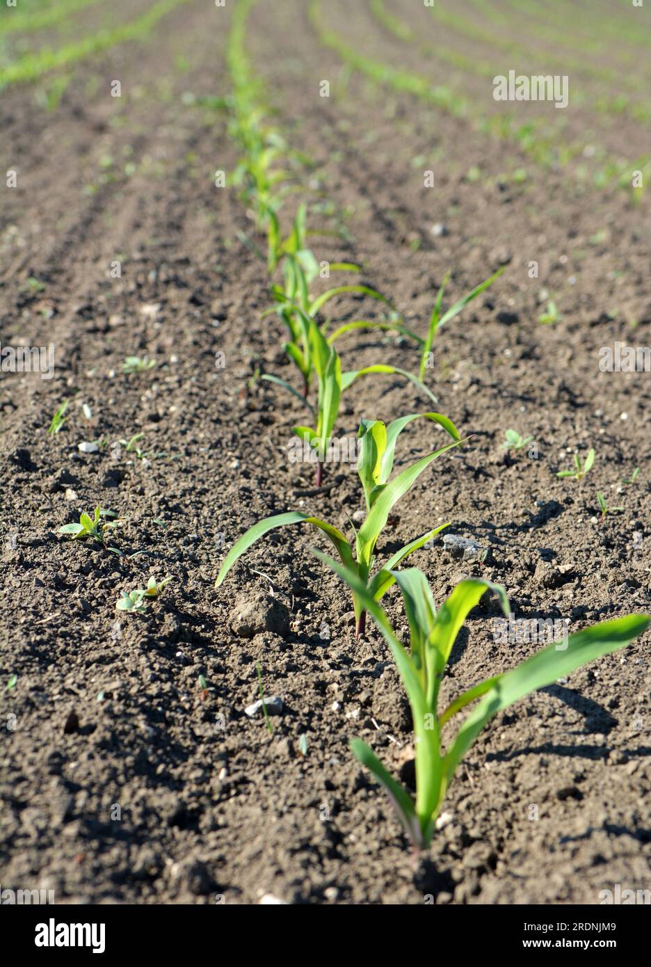 In the farmer's field there are rows of young corn seedlings Stock ...