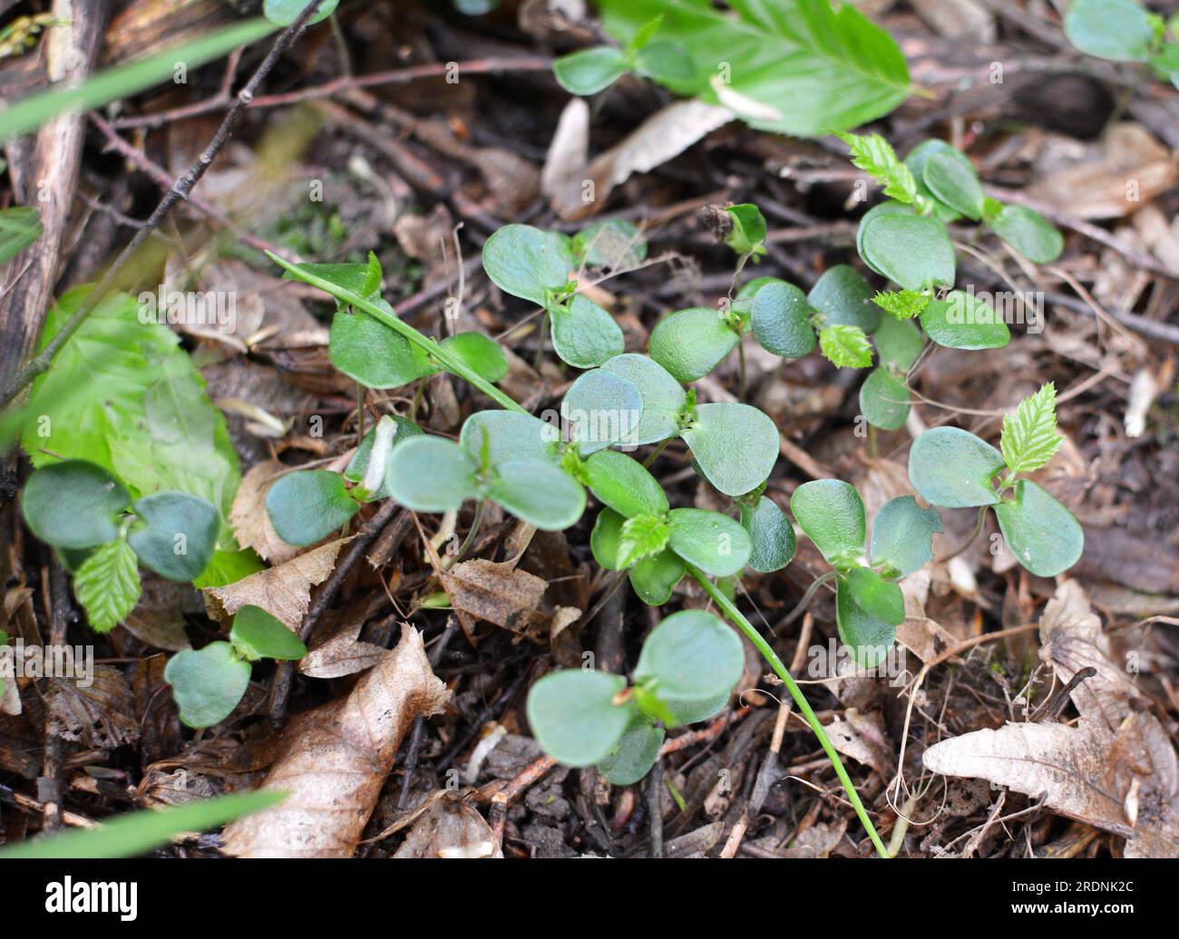 Hornbeam (Carpinus betulus) tree sprouts germinated in the wild in the ...