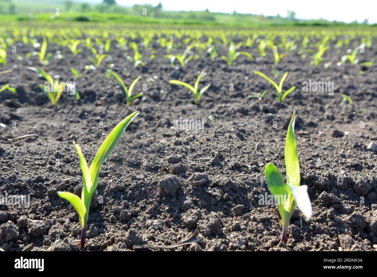 Cracked fertile ground in the field due to heat Stock Photo - Alamy