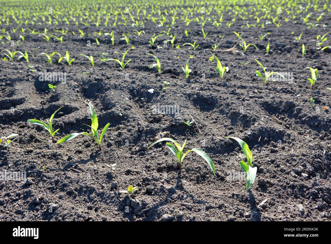 In the farmer's field there are rows of young corn seedlings Stock ...