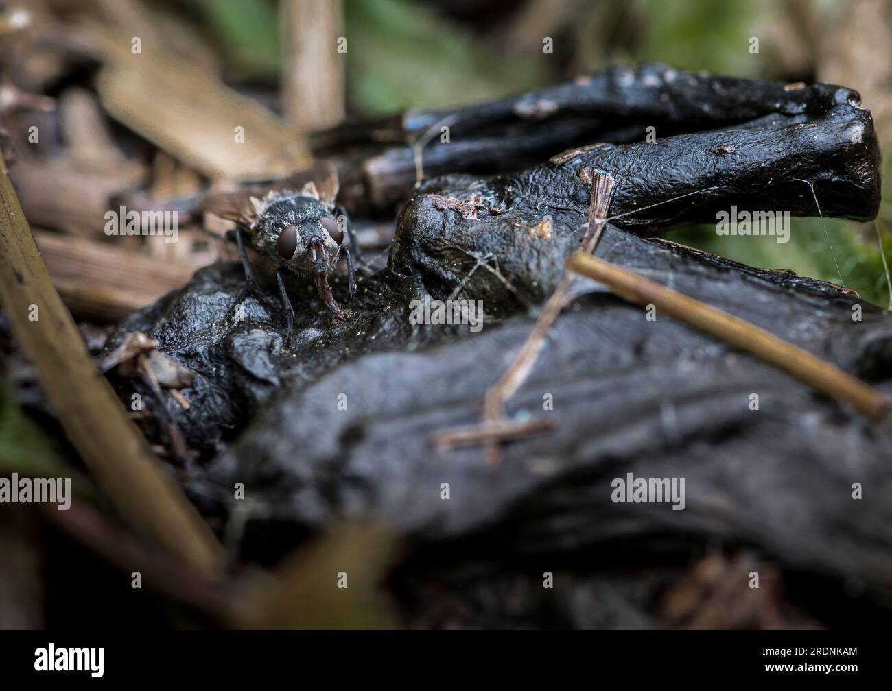 Decomposing frog hi-res stock photography and images - Alamy