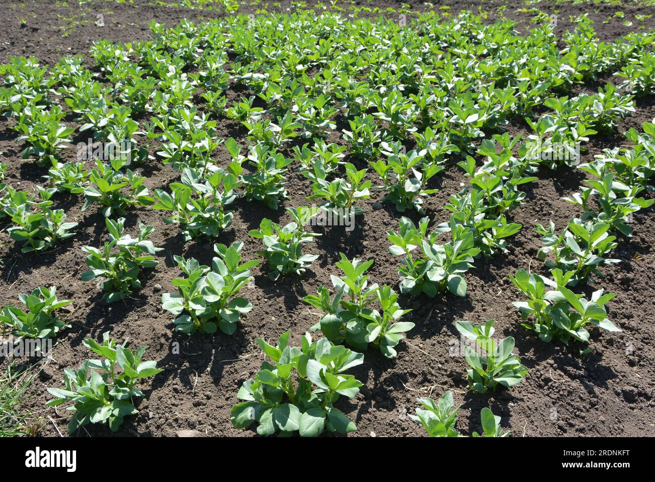 In spring, young Horse bean (Vicia faba) grows on a farm field Stock ...