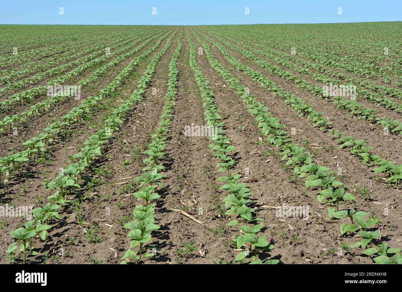 Spring on the farm hi-res stock photography and images - Alamy