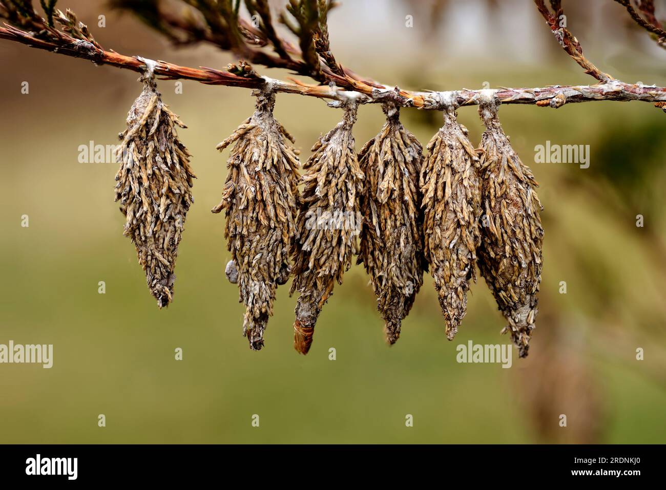 Bagworm. Cocoons of the Bagworm moth (Thyridopteryx ephemeraeformis of ...