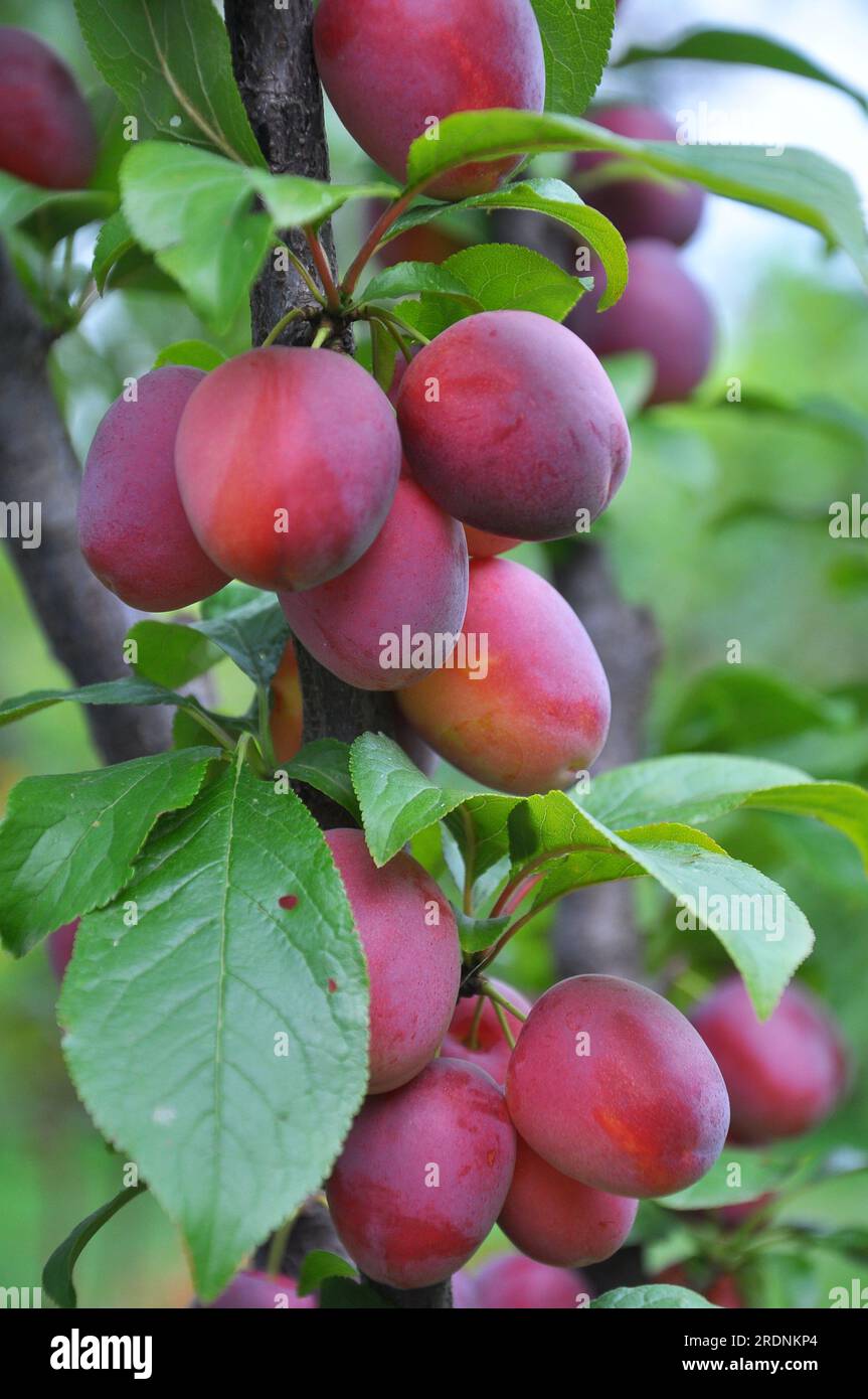 In the orchard on the branch of the tree are ripe plums Stock Photo - Alamy