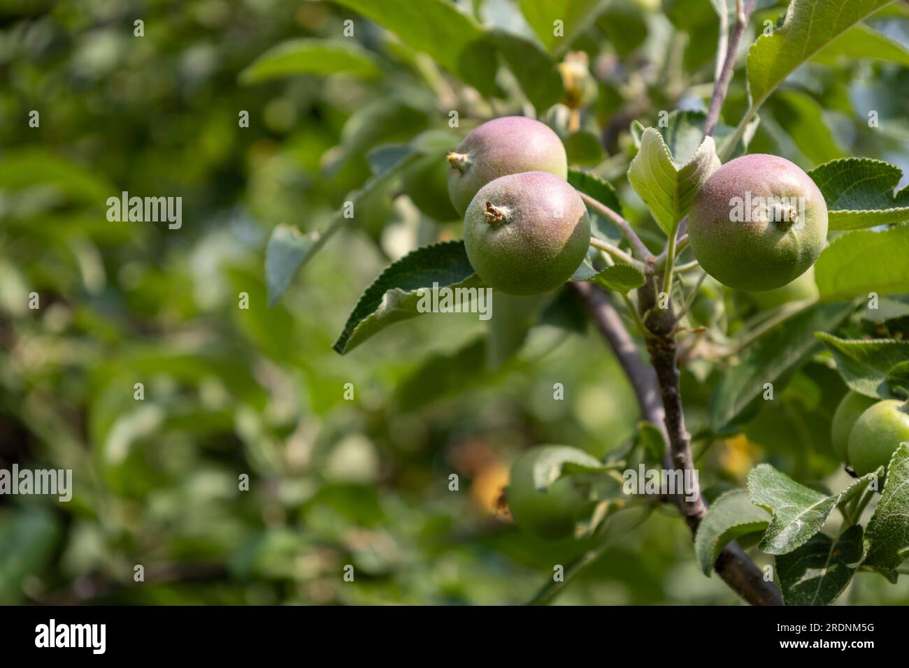 Abstract texture background view of a cluster of apples growing on an ...