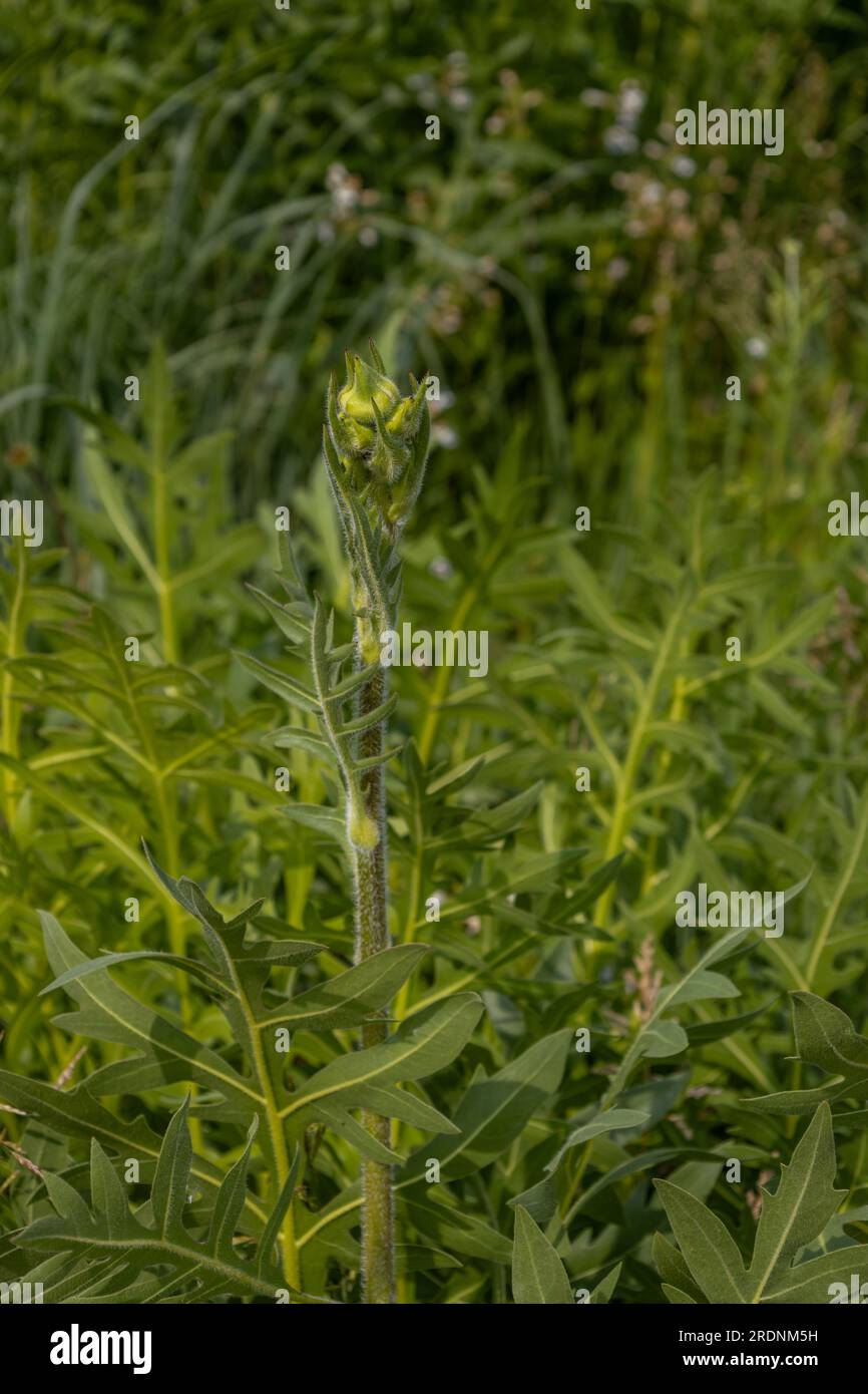Abstract texture background view of a developing Compass plant ...