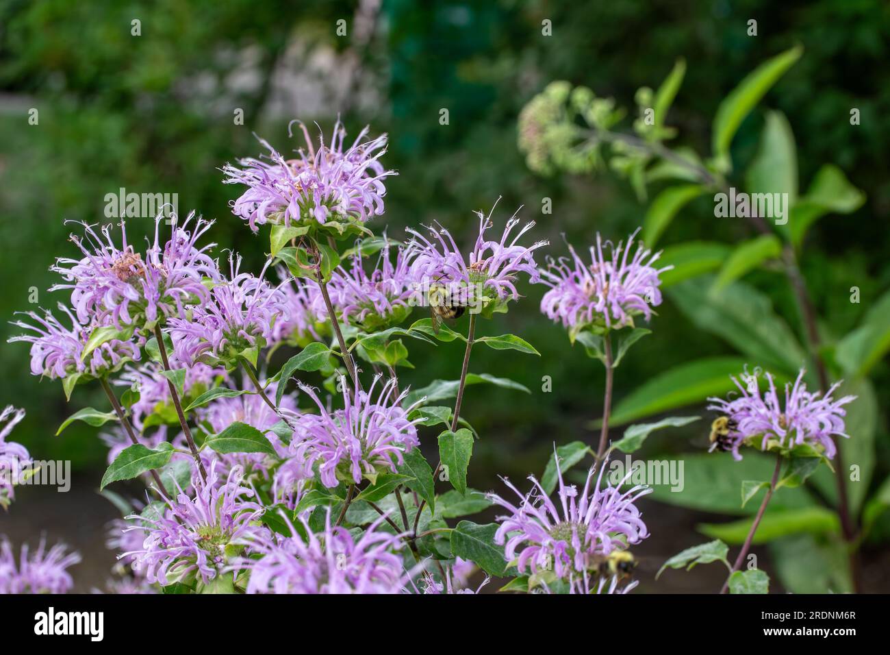 Close up texture background view of purple color wild bergamot (monarda ...