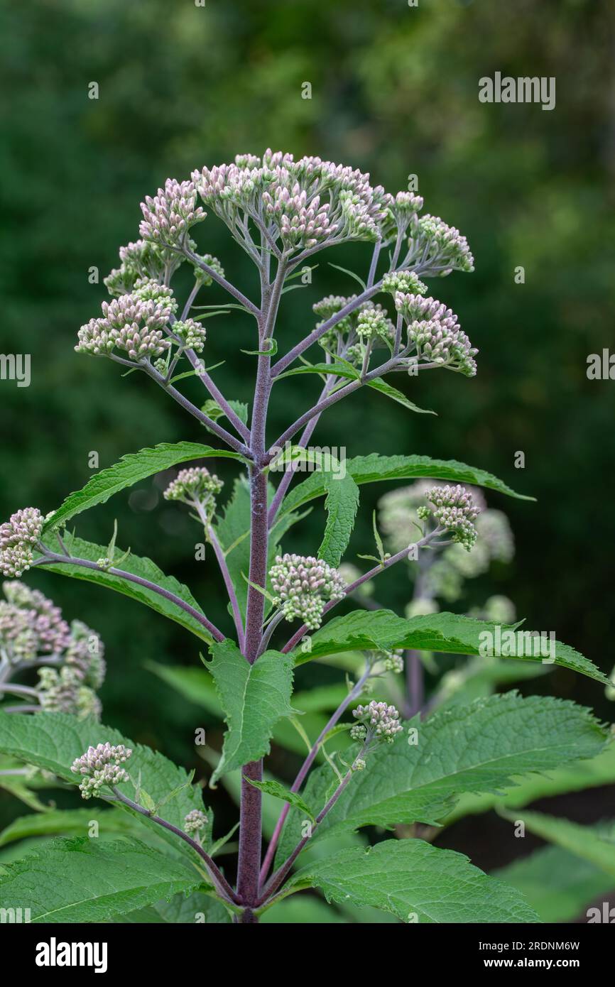 Close up texture background view of developing flower buds on a Joe-Pye ...