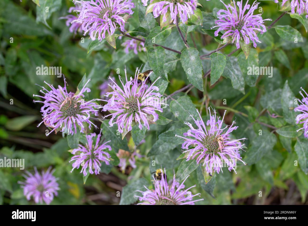 Close up texture background view of purple color wild bergamot (monarda ...