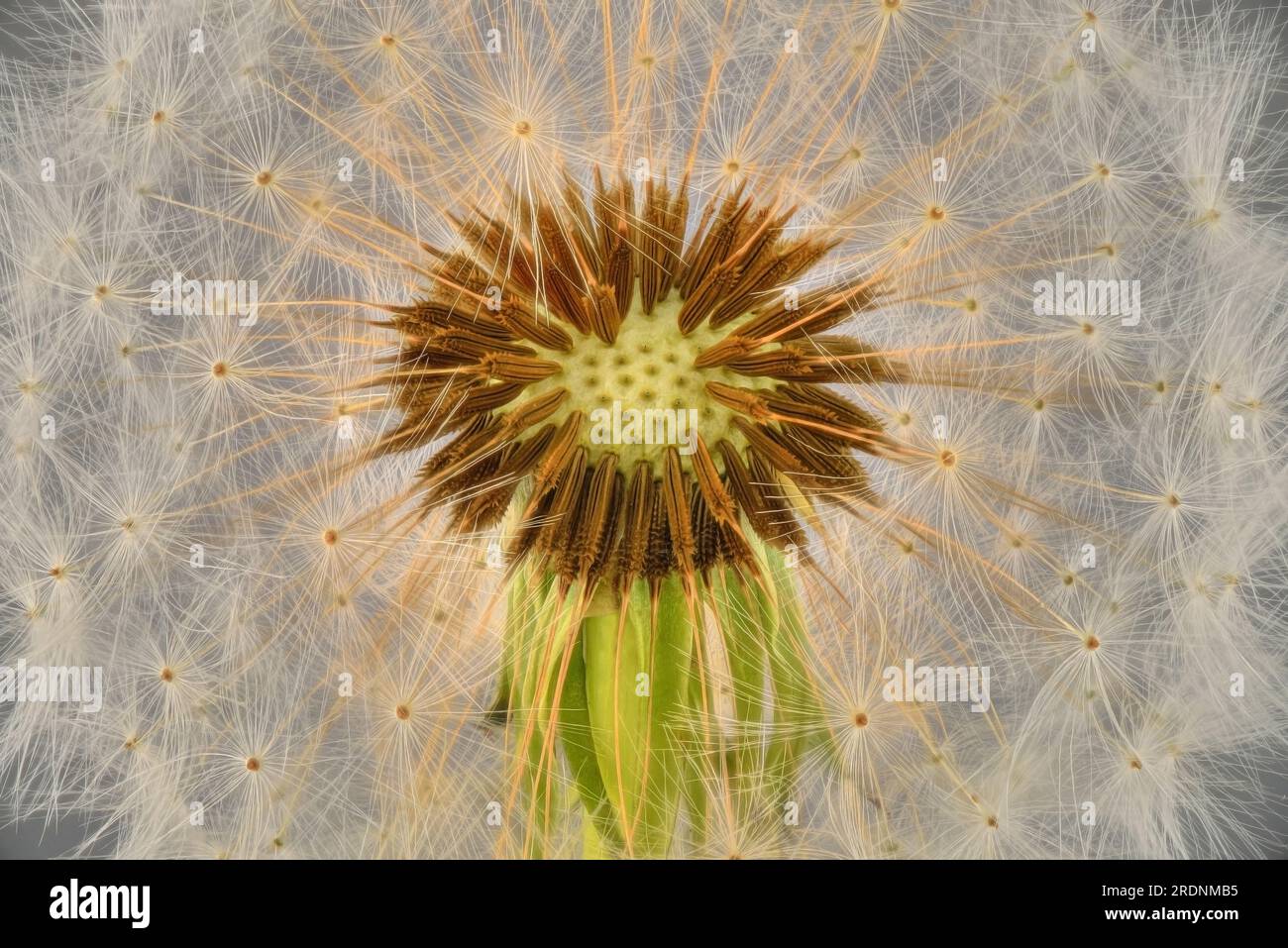 Dandelion (Taxaracum officinale) puffball in extreme closeup showing ...