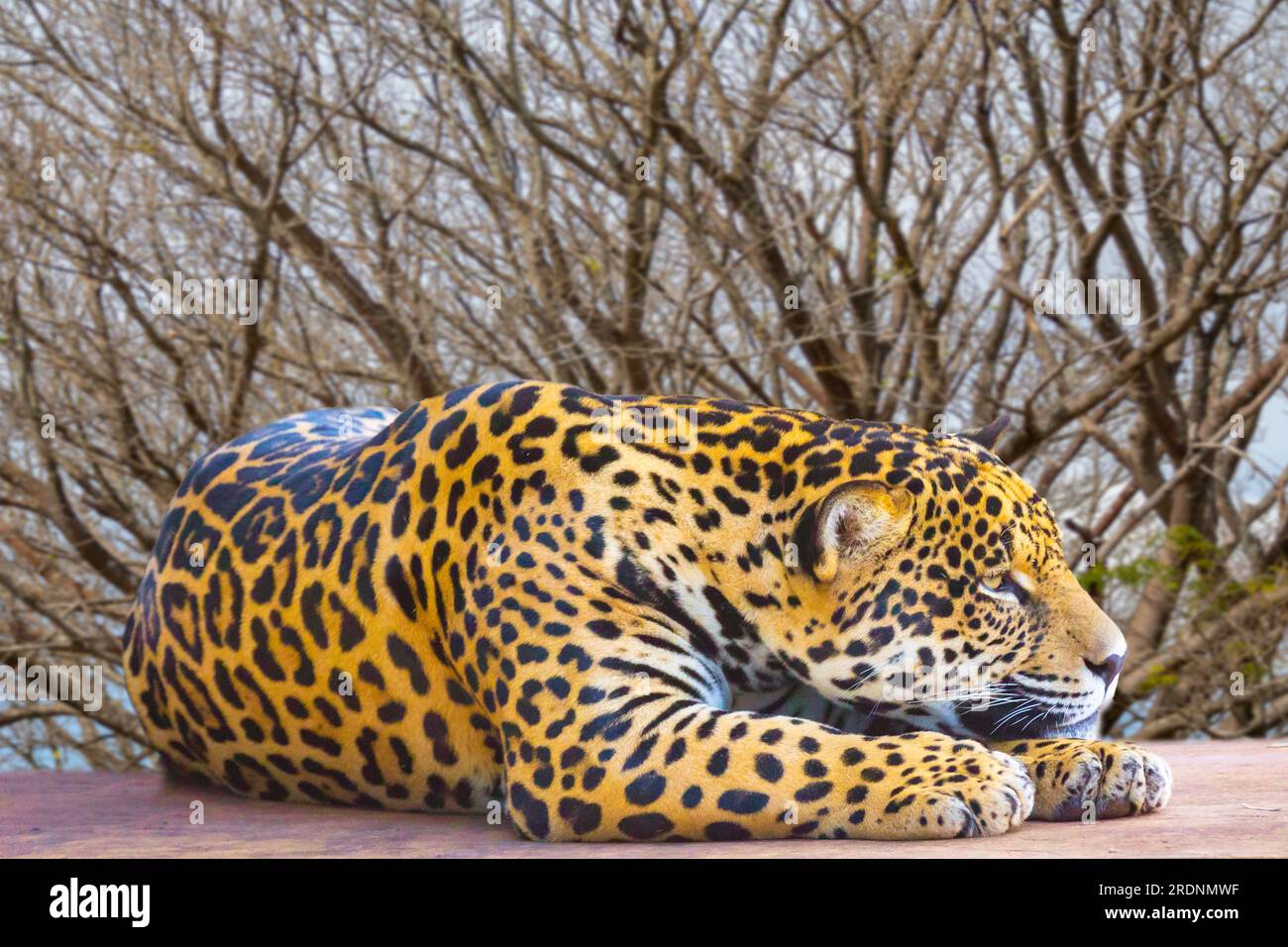 Wild Brazilian jaguar lying down relaxing. selective focus Stock Photo ...