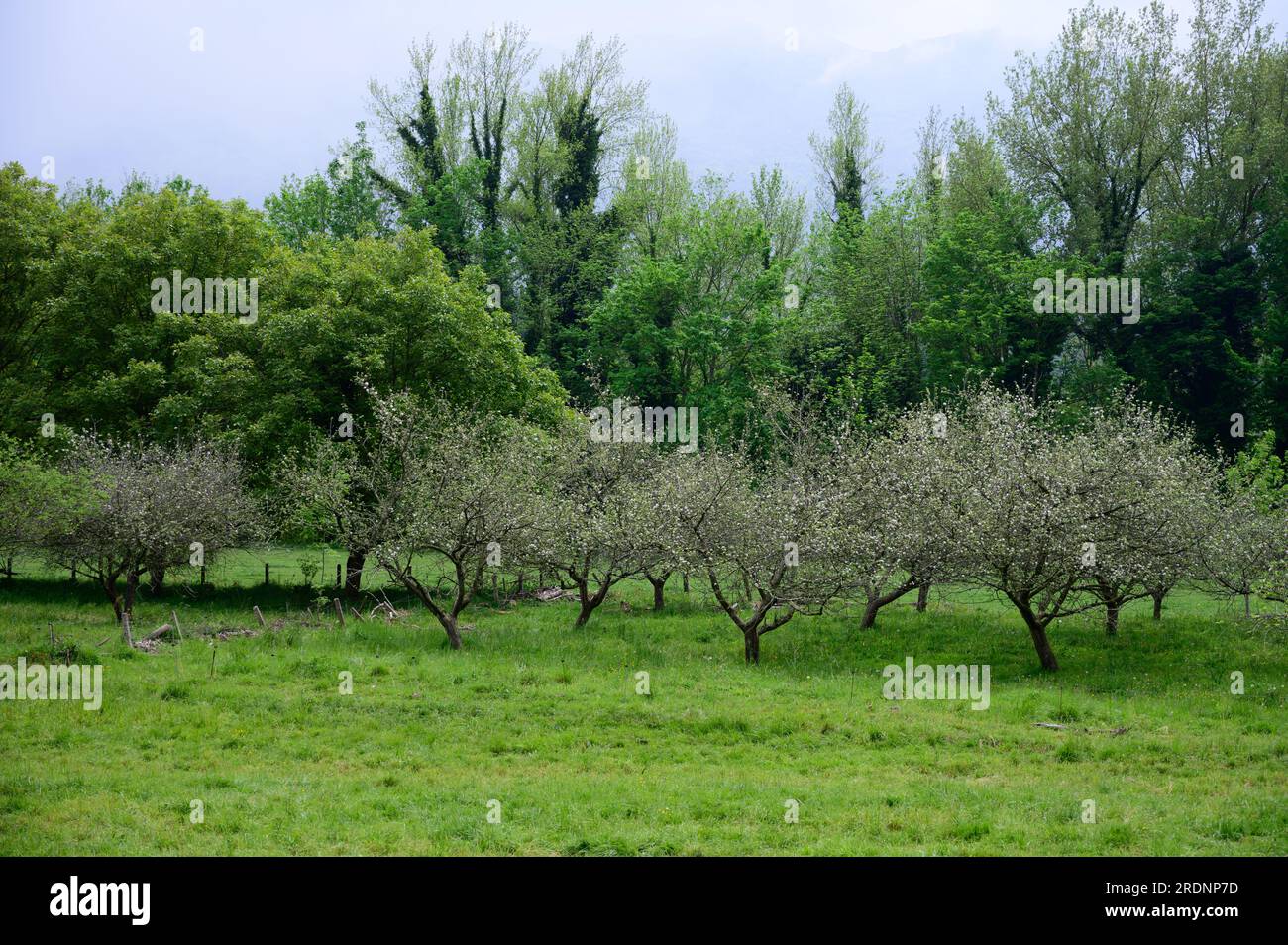 Sidra tree hi-res stock photography and images - Alamy