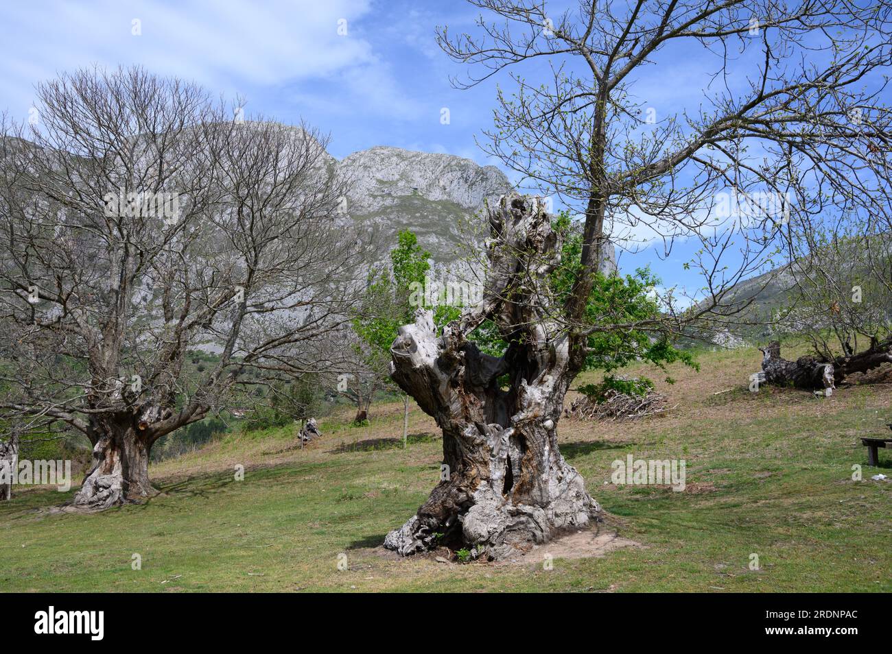 Century-old chestnut tree trunks growing on slopes of Canrabrian ...