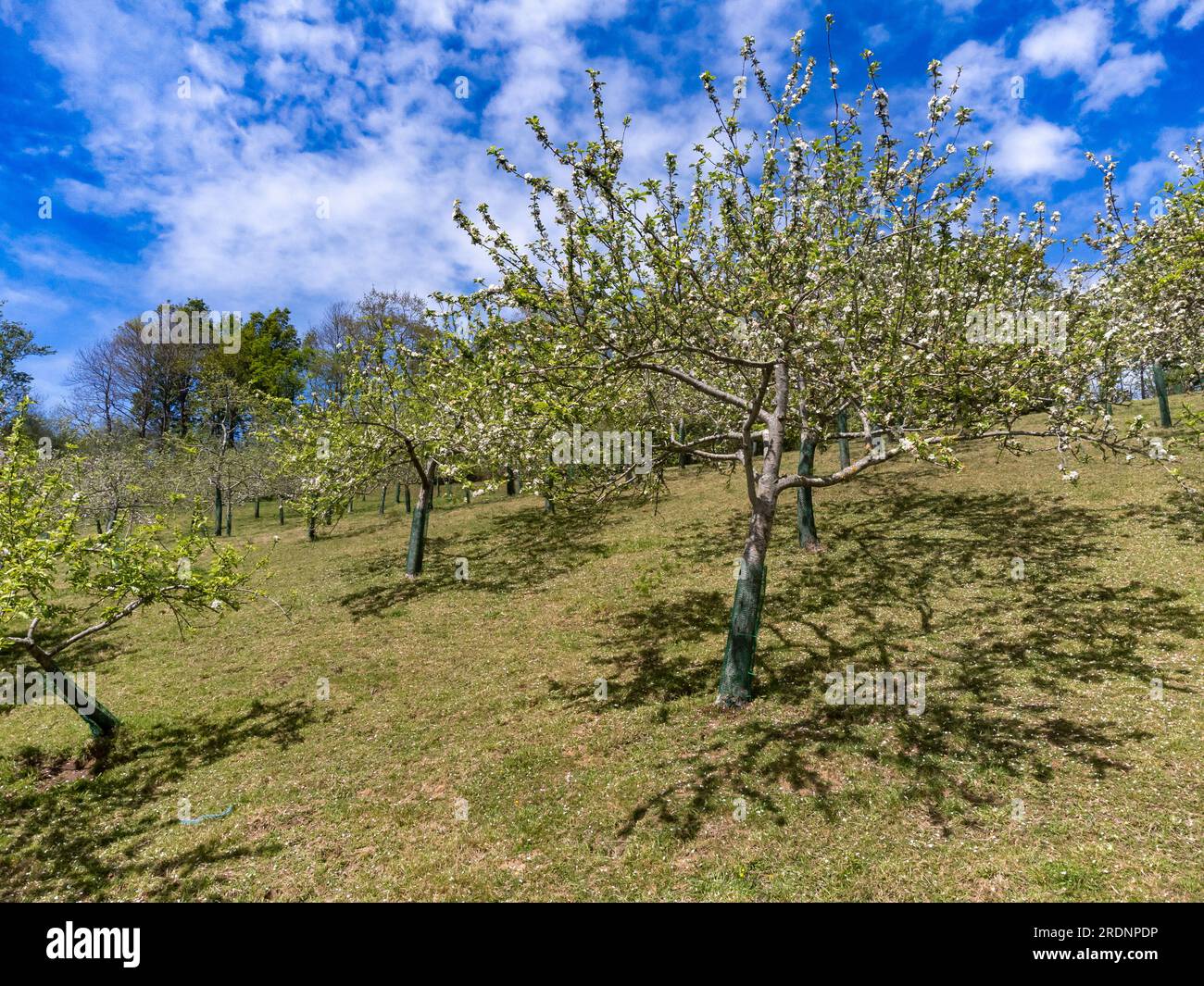 Apple tree orchards in Asturias, spring white blossom of apple trees ...