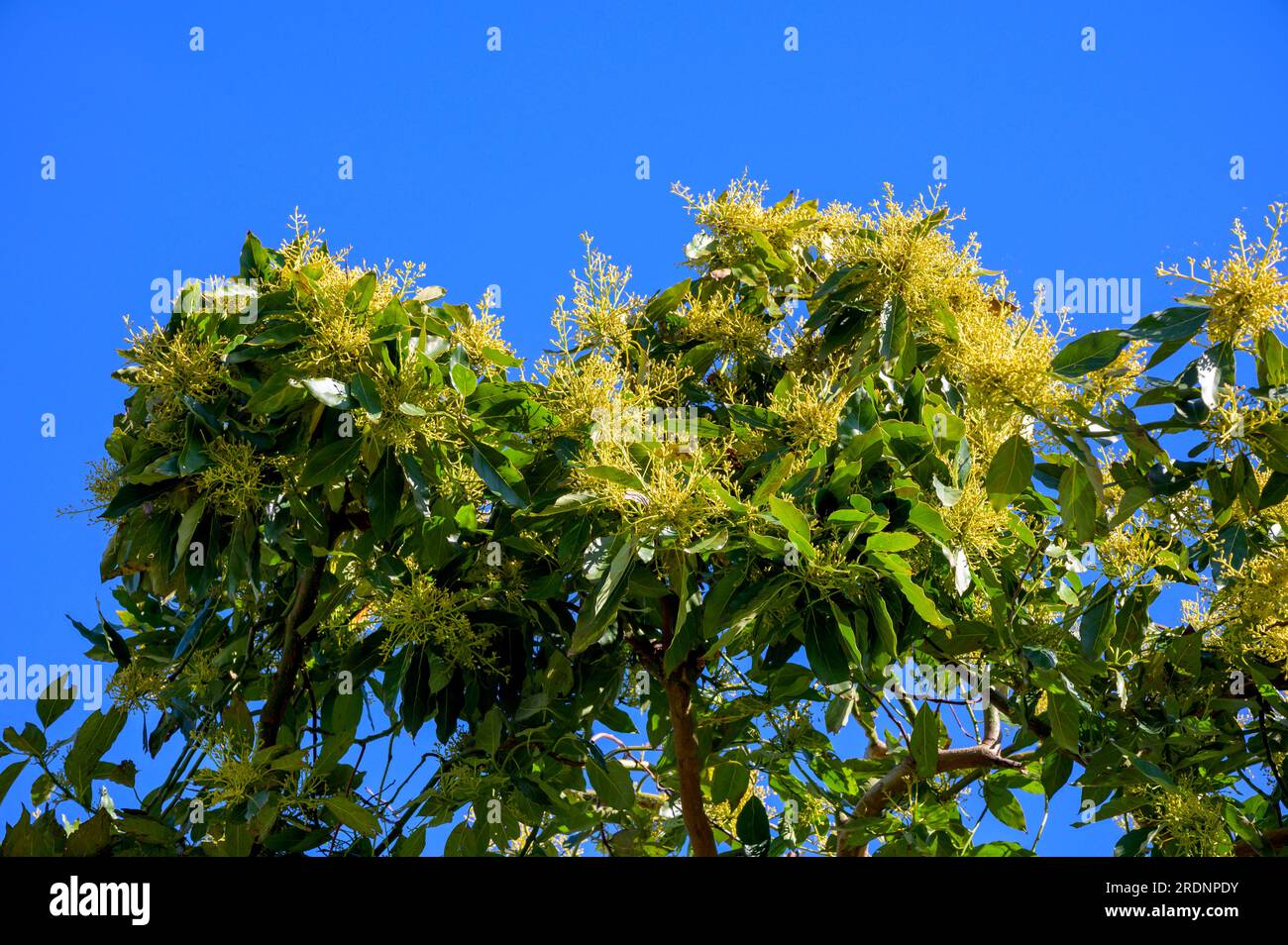 Seasonal blossom of evergreen avocado trees in April on plantations in ...