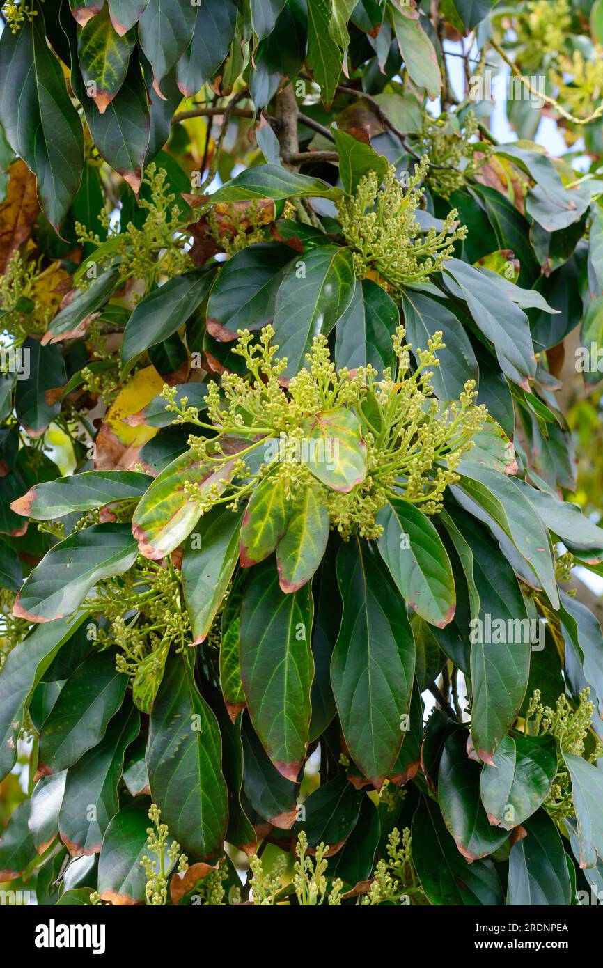 Seasonal blossom and harvest of evergreen avocado trees in April on ...