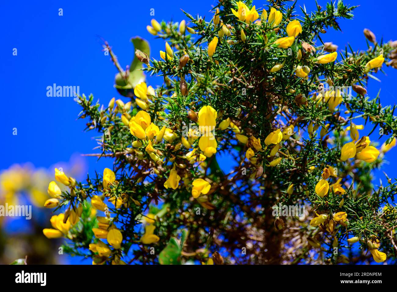 Yellow flowers of Ulex, commonly known as gorse, furze, or whin is ...