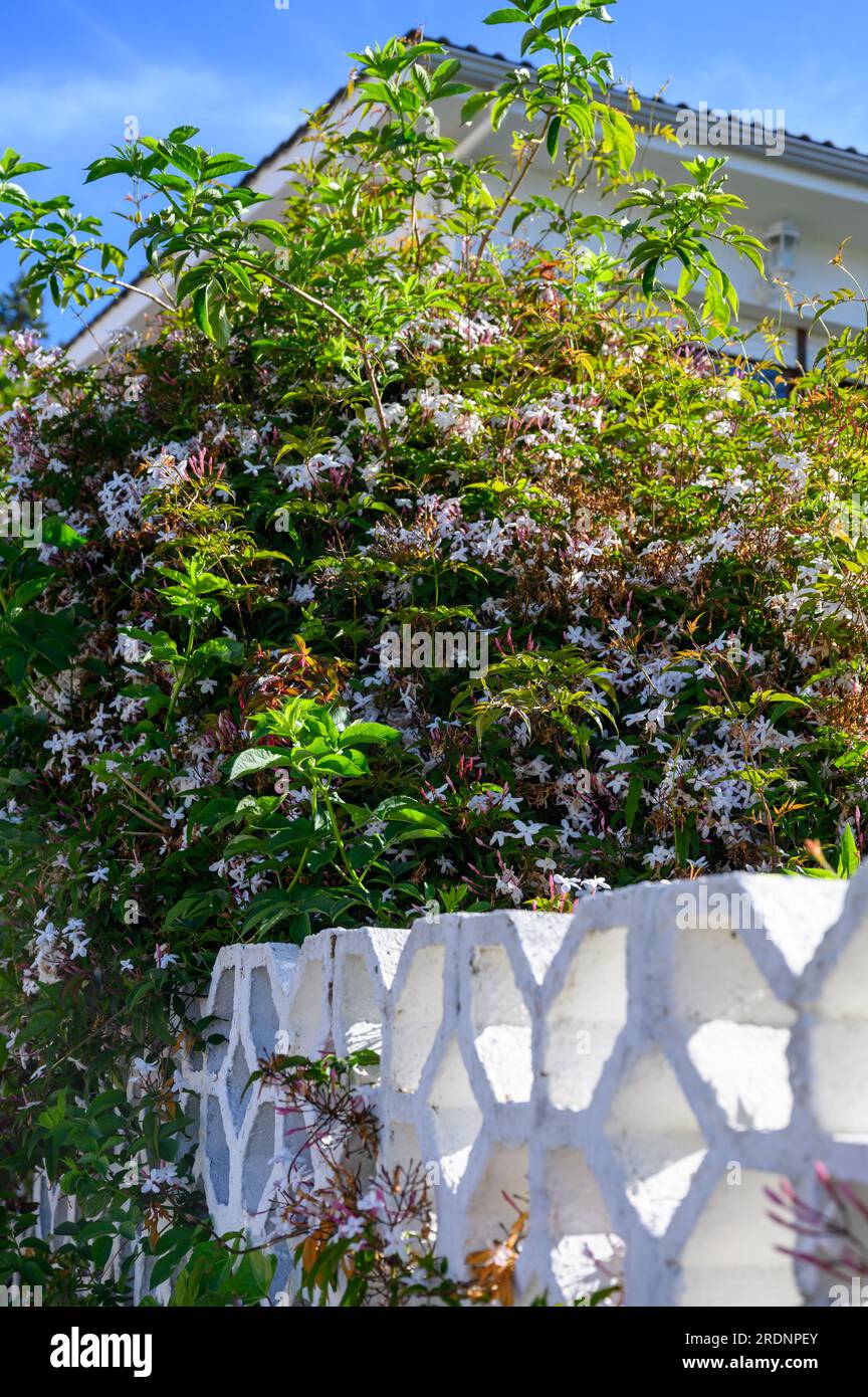 Botanical collection of medicinal and climbing plants, Jasminum ...