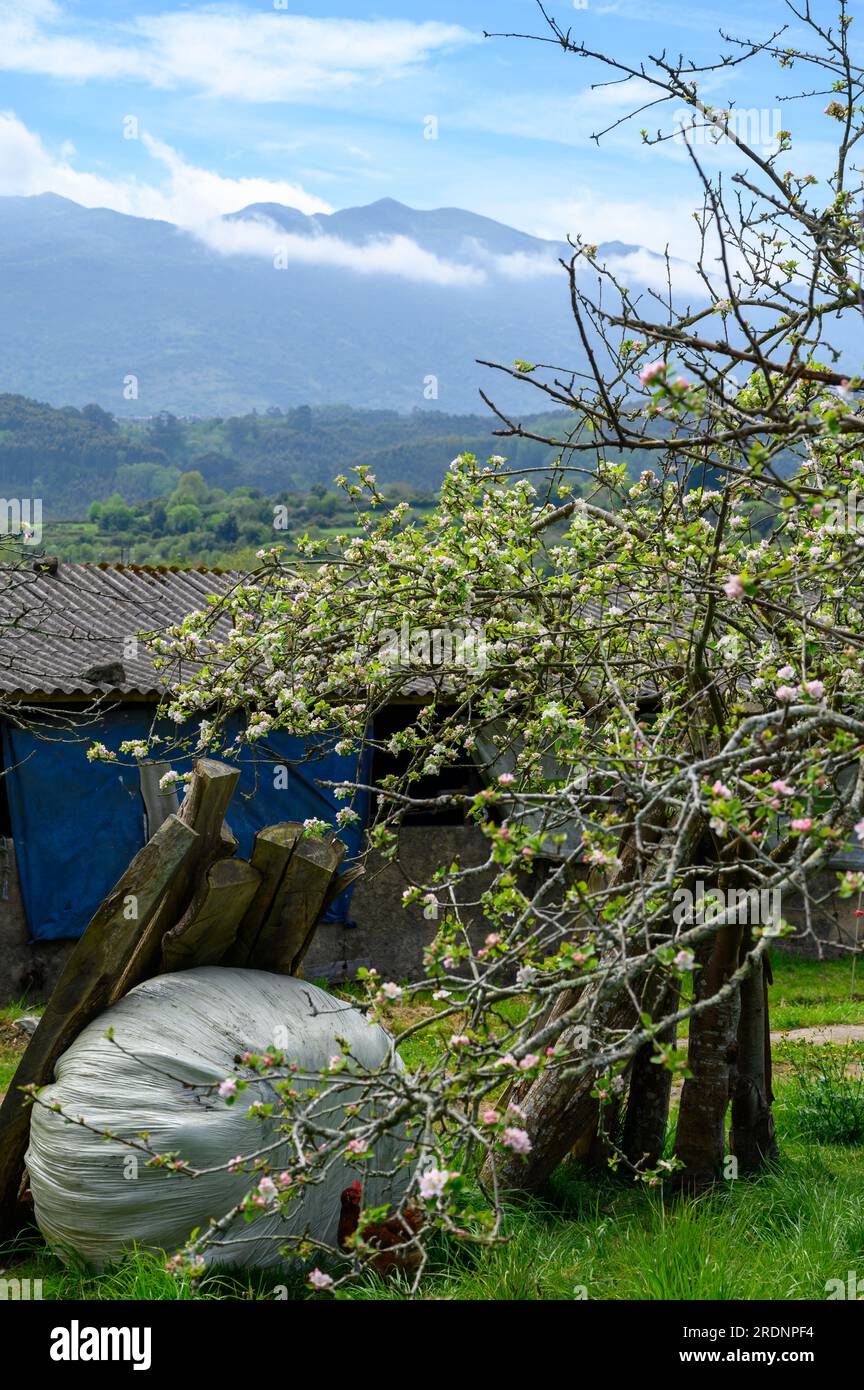 Apple tree orchards in Asturias, spring white blossom of apple trees ...