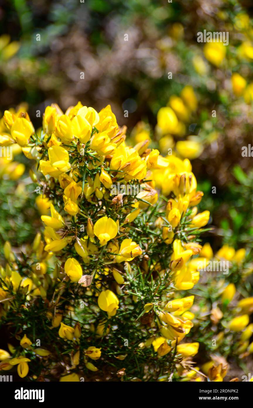 Yellow flowers of Ulex, commonly known as gorse, furze, or whin is ...