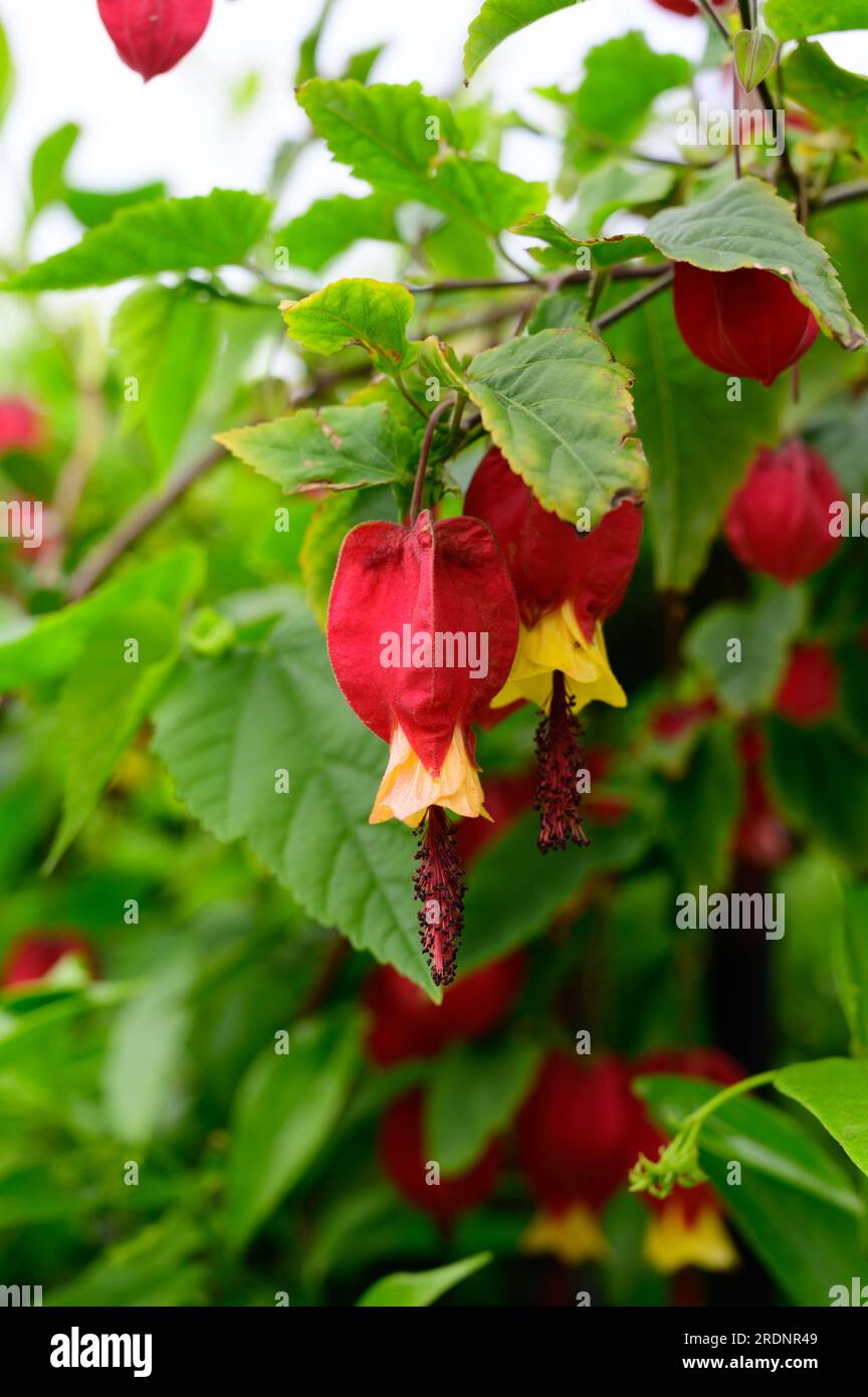 Callianthe megapotamica, trailing abutilon flowering plant species of ...