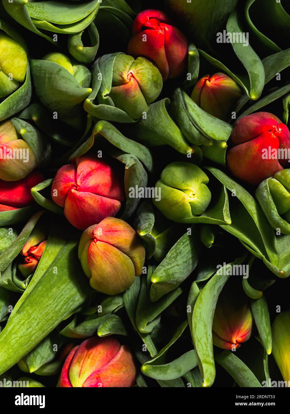 Red flower green buds hi-res stock photography and images - Alamy