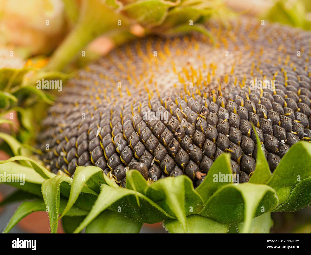 Black oil sunflower seeds hi-res stock photography and images - Alamy