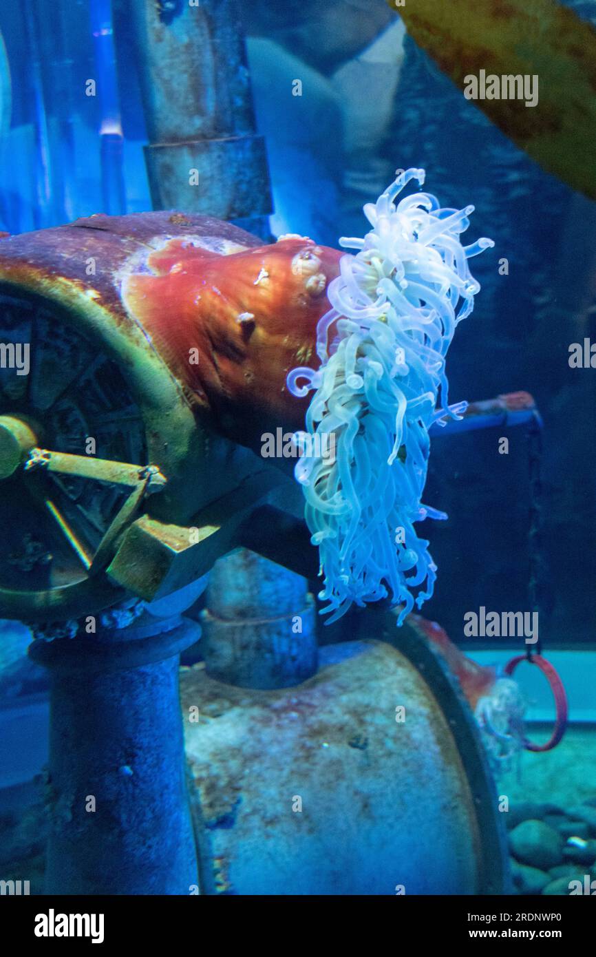 Strange fish hi-res stock photography and images - Alamy