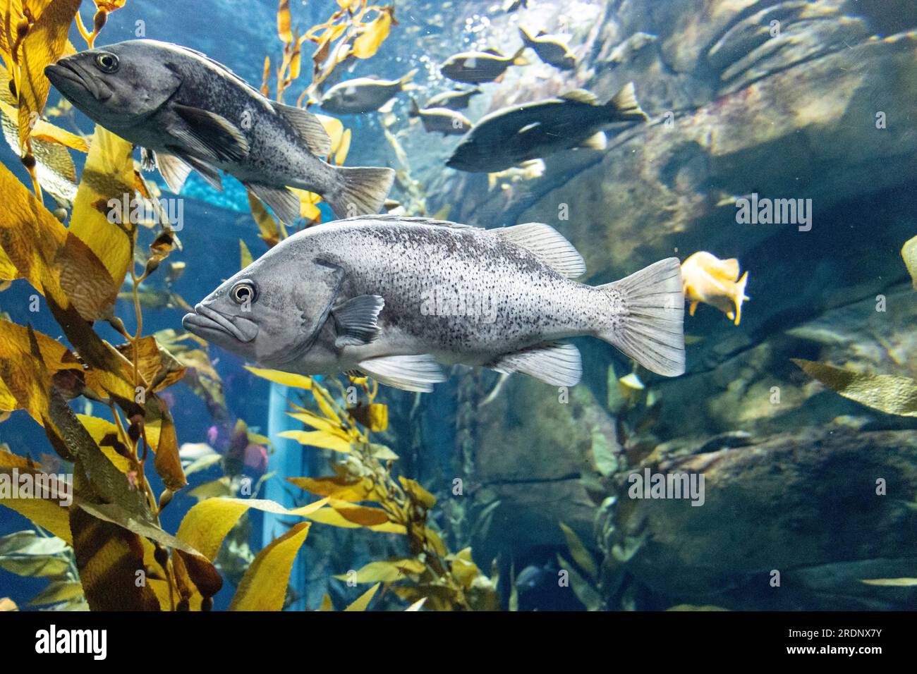 large fish swimming side profile Stock Photo - Alamy