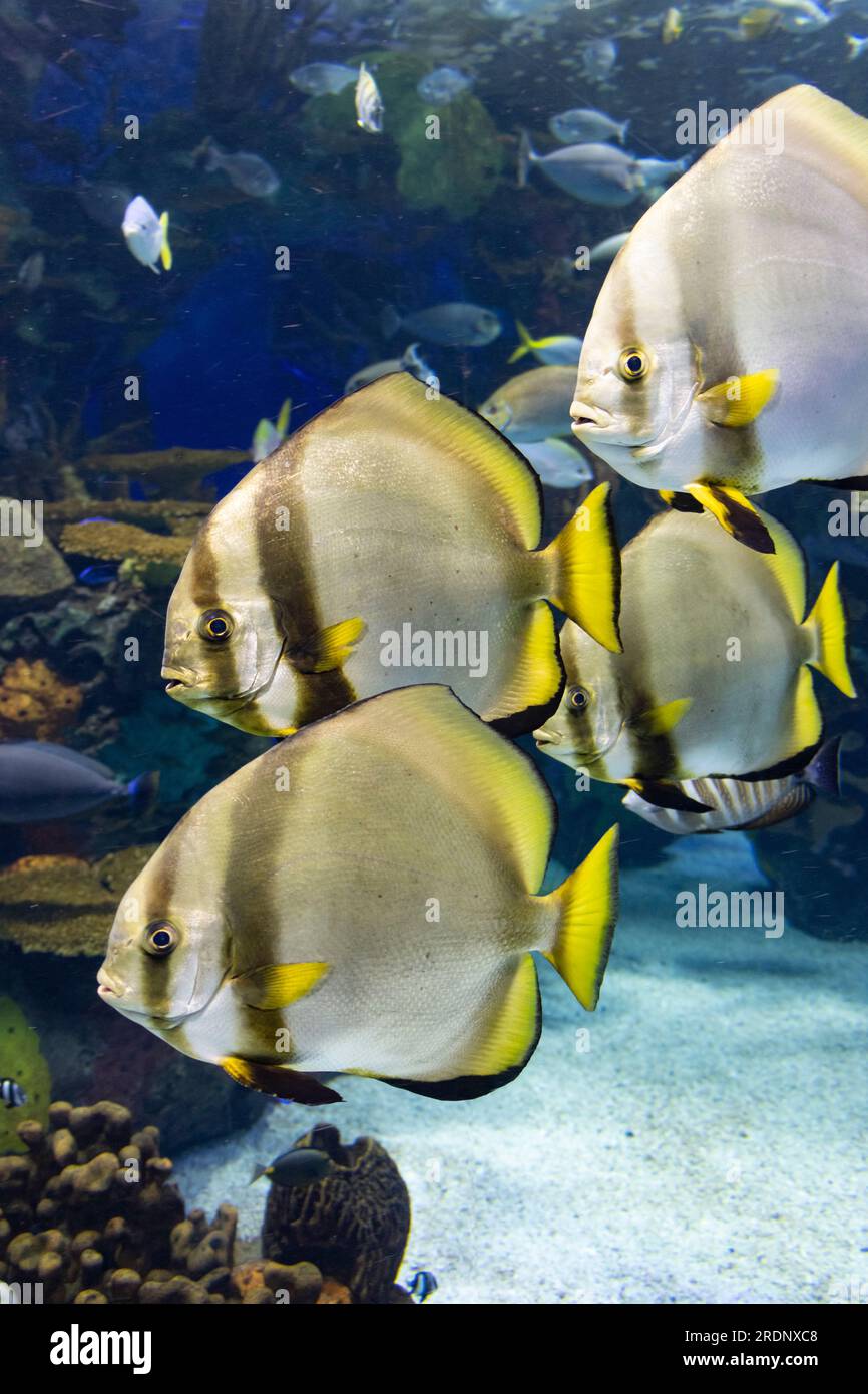 Tropical attraction hi-res stock photography and images - Alamy