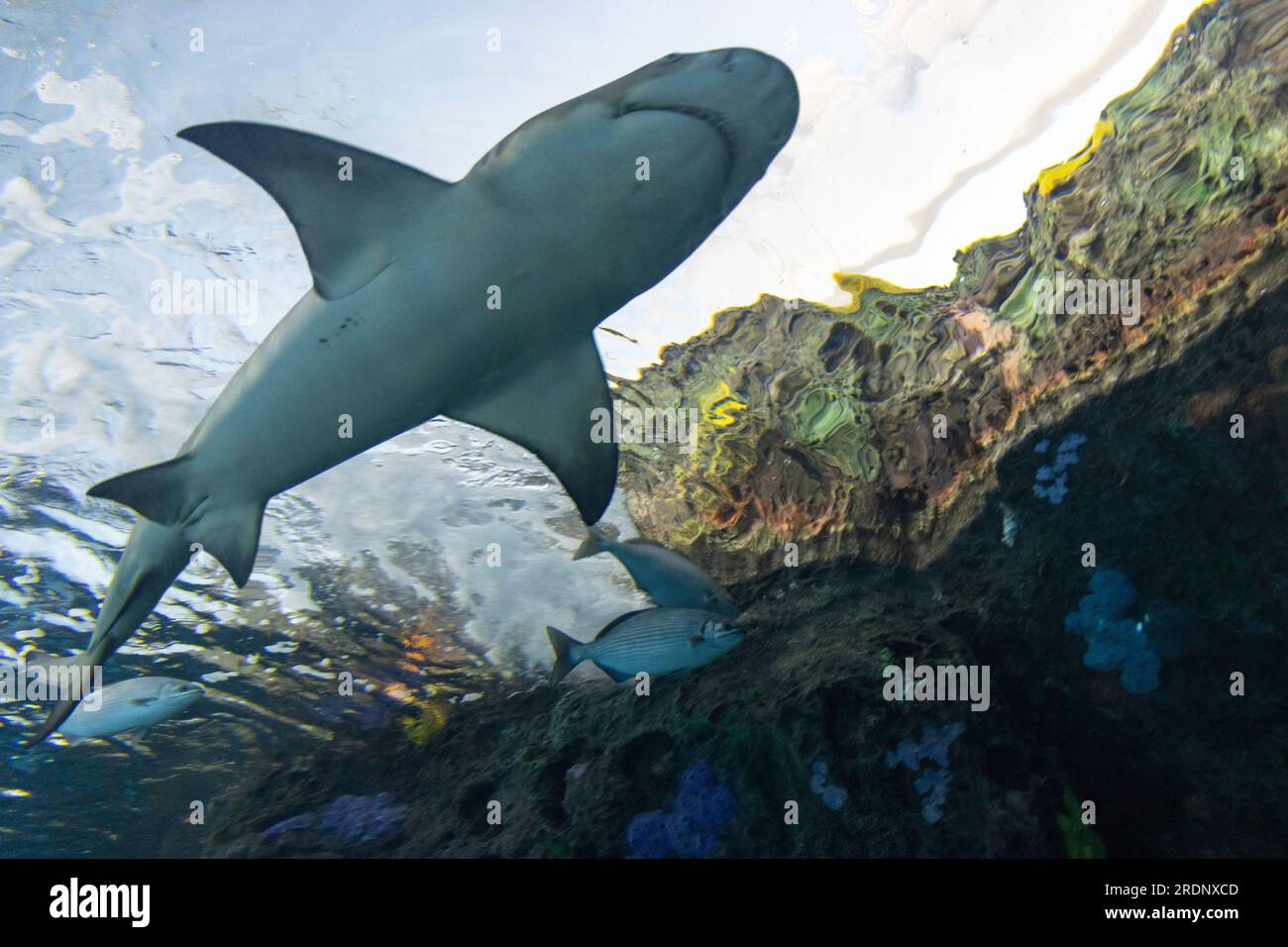 shark swimming above Stock Photo - Alamy